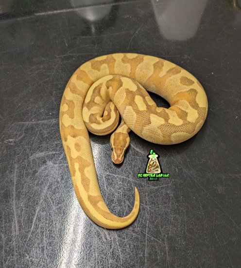 Enchi Fire YellowBelly Monarch Pos Het Pied Ball Python by KC Live ...