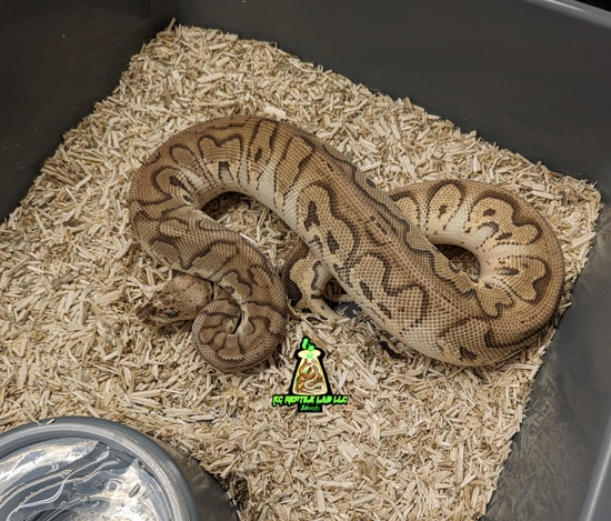 Pastel Phantom Clown Ball Python by KC Live Innovation