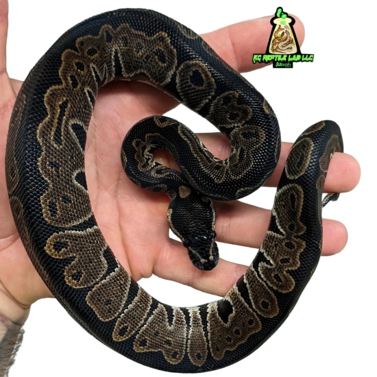 Black Adder HRA Ball Python by KC Live Innovation