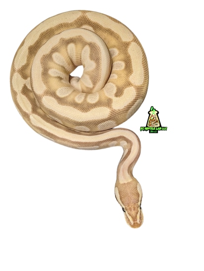 Enchi Fire Mojave YellowBelly Monarch Pos Het Pied Ball Python by KC ...