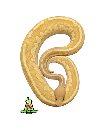 **NO RESERVE**Black Adder Mahogany Lesser Coral Glow Ball Python by KC ...