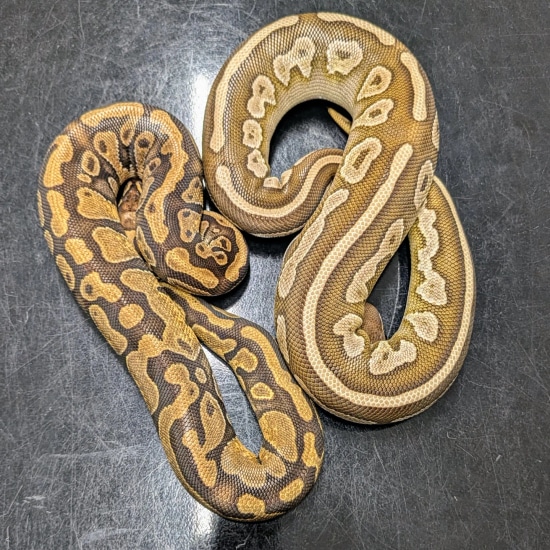 💥NO RESERVE Monarch Project PAIR 💥1.1 Mahogan Chocolate Lesser 66% Het Monarch& Enchi DH Monarch ...