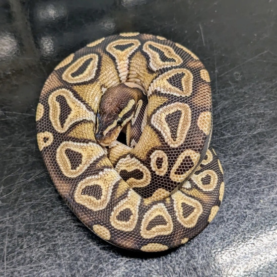 🔥No Reserve🔥Mojave DH Monarch Hypo Pos Het Pied Ball Python by KC Live ...
