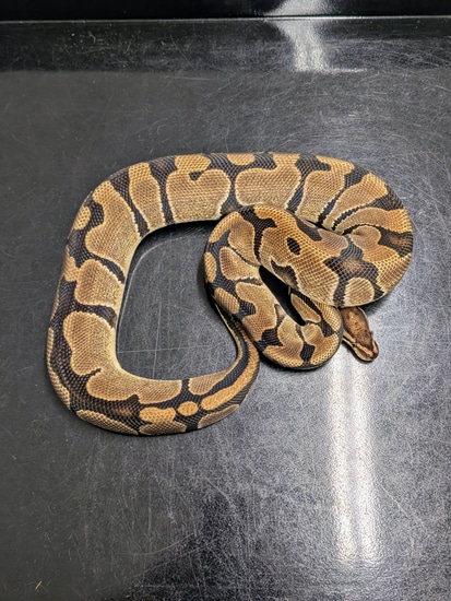 🔥No Reserve🔥RTB Blade Het Clown Ball Python by KC Live Innovation