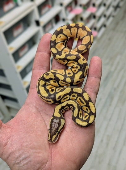 🔥No Reserve🔥Pastel Monarch 66% Het Pied Ball Python by KC Live Innovation