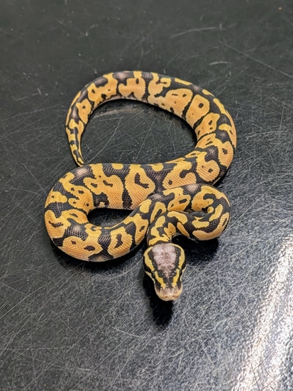 🔥No Reserve🔥Super Pastel 66% DH Monarch Pied Ball Python by KC Live ...