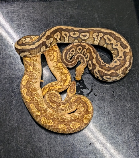 RTB Pair Monarch Project 1.1 Super Enchi Fire Yellowbelly Het Monarch ...