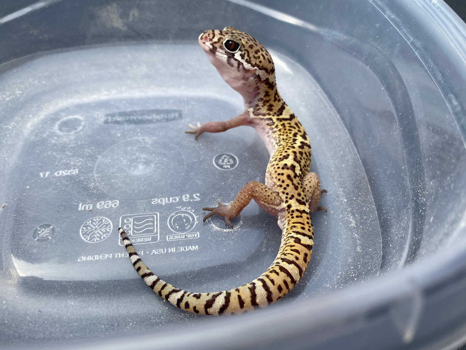 Young Exceptional Central American Banded Gecko More Gecko by Kanozig ...