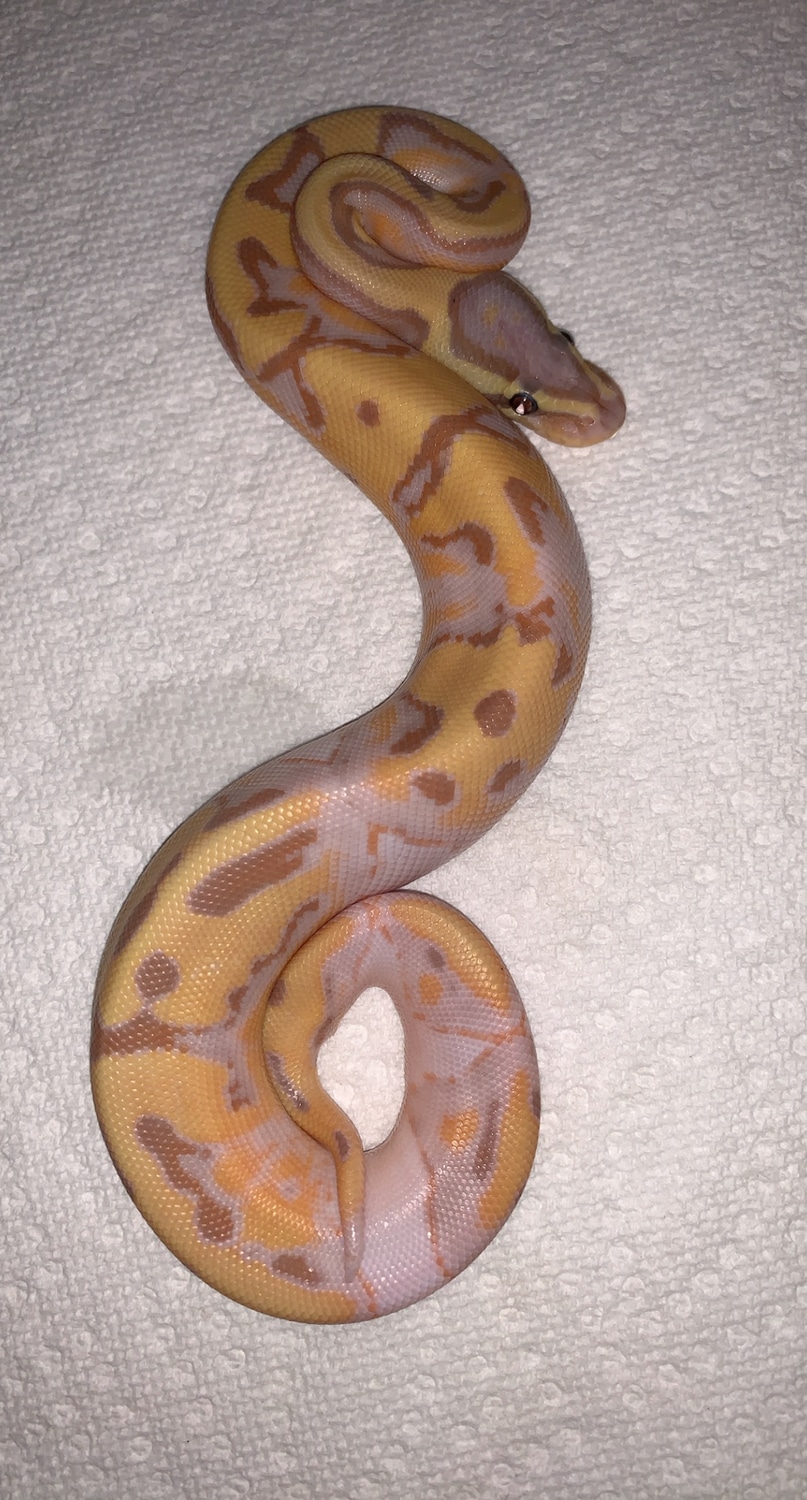 Enchi Banana Pied Poss Yellowbelly And Pastel Ball Python by Berryman’s ...