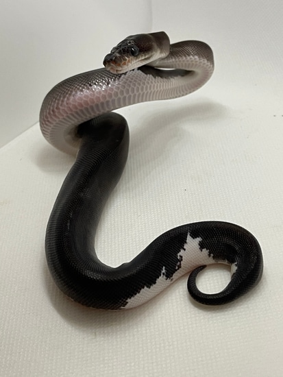 Super Black Pastel Het Pied Ball Python by Berryman’s Babies