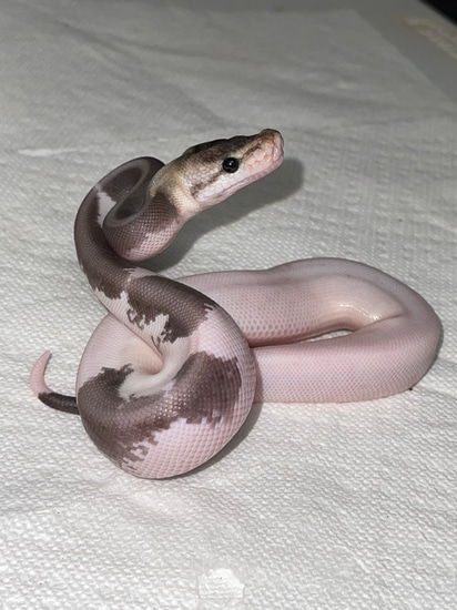 Gray Matter Ball Python by Berryman’s Babies