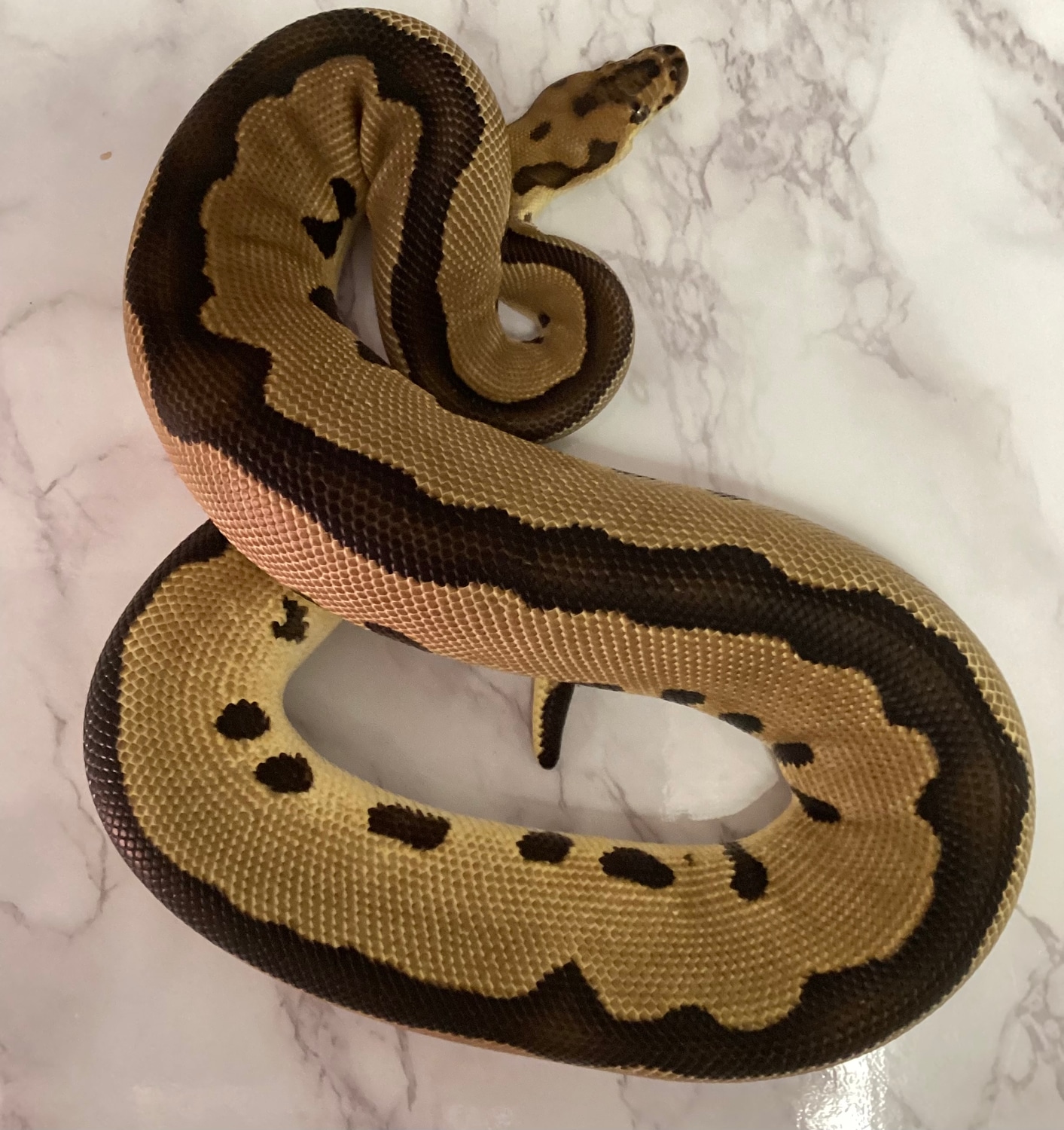 Batman Ball Python by Berryman’s Babies - MorphMarket