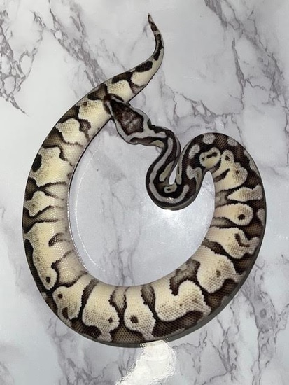 Super Pastel Axanthic Pos Het Clown Ball Python by Berryman’s Babies