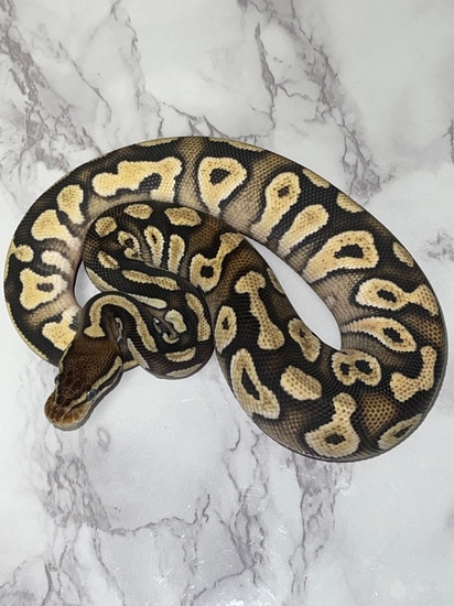 Joliff Tiger Ball Python by Berryman’s Babies