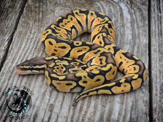 FREE SHIPPING Super Pastel Ball Python by Black Frost Exotics
