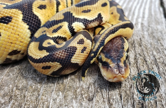 FREE SHIPPING Pastel 66% Het Clown Ball Python by Black Frost Exotics