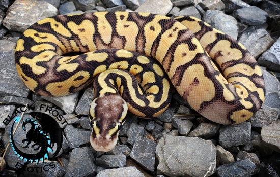 Super Pastel Yellow Belly 50% Het Lavender Albino Ball Python by Black ...