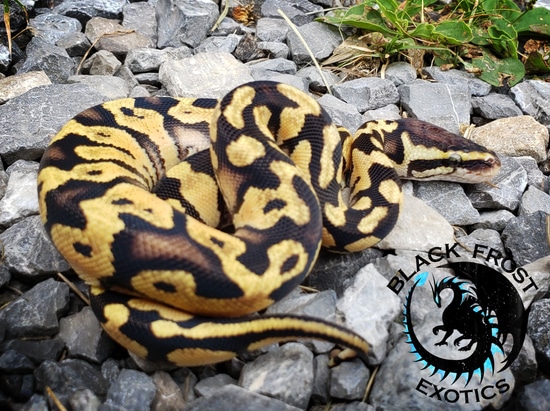 Pastel Yellow Belly 50% Het Lavender Albino Ball Python by Black Frost ...
