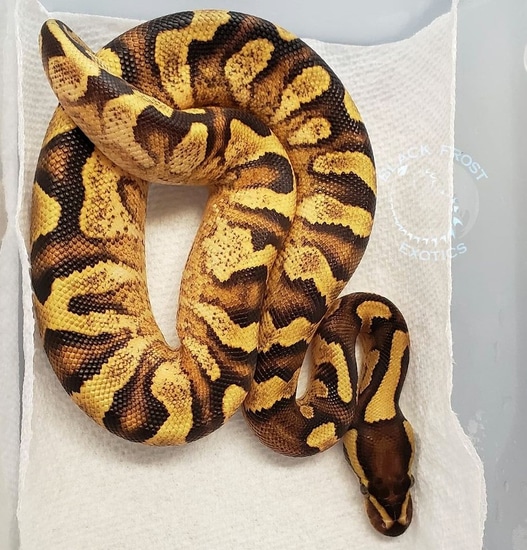 Hixis Ball Python by Black Frost Exotics