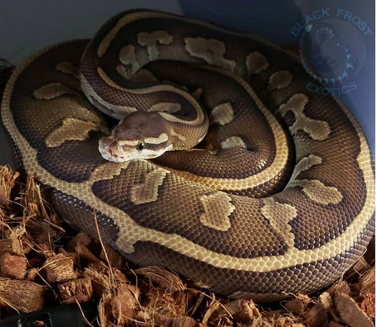 Aghun Ball Python by Black Frost Exotics
