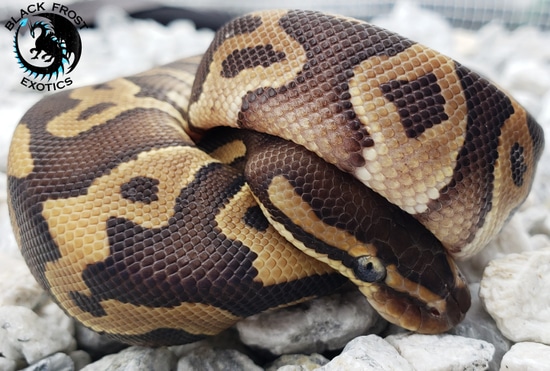 Mystic/Mojave Leopard 50% Het Clown Ball Python by Black Frost Exotics