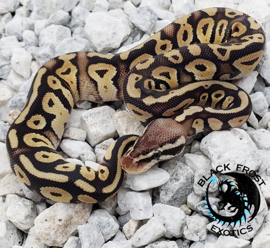 Pastel Mystic 50% Het Clown Ball Python by Black Frost Exotics