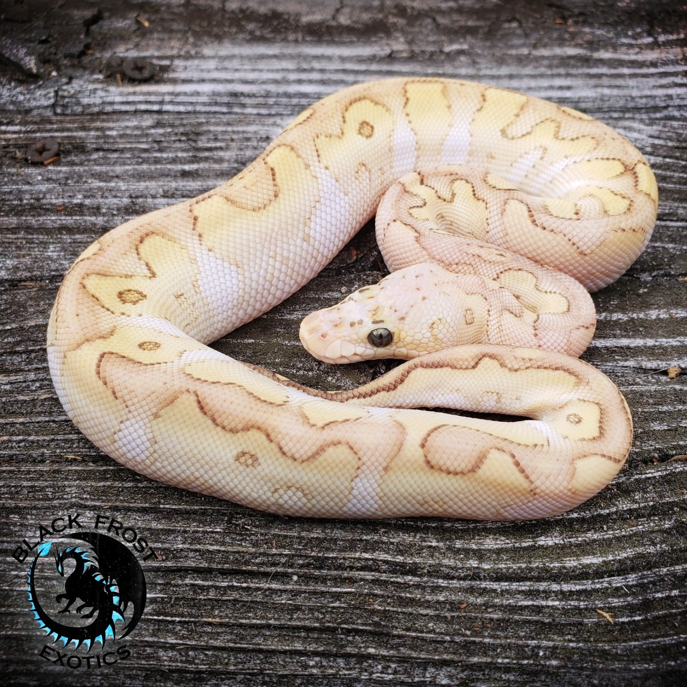 Pastel Lesser Clown Ball Python by Black Frost Exotics - MorphMarket