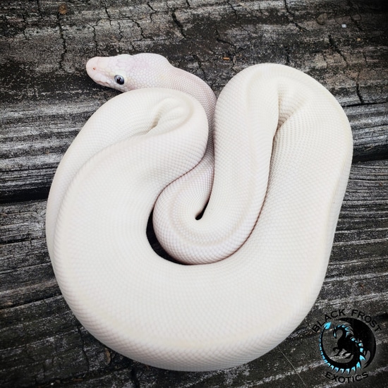 Mystic Lesser 50% Het Clown Pos. Pastel Leopard Ball Python by Black ...