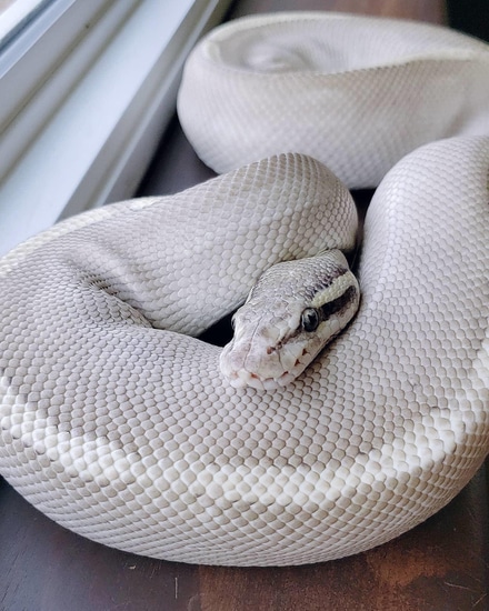 Lai Ball Python by Black Frost Exotics
