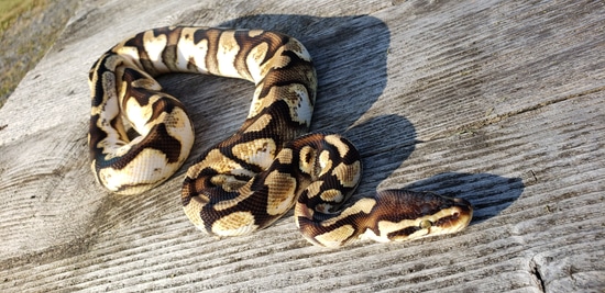 Kian Ball Python by Black Frost Exotics