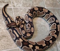 Pastel Leopard 66% Het Clown Ball Python by Black Frost Exotics - MorphMarket