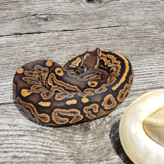 Kanika Ball Python by Black Frost Exotics