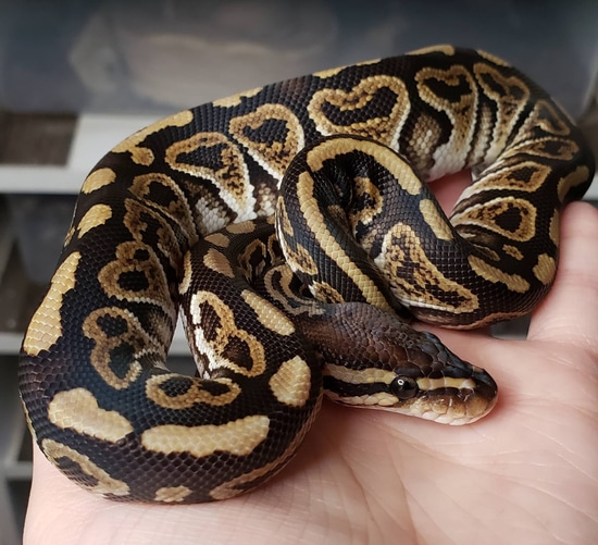 Ahi Ball Python by Black Frost Exotics