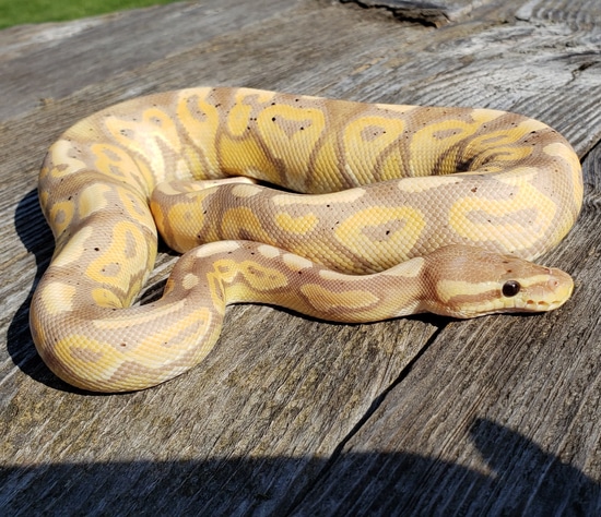 Hara Ball Python by Black Frost Exotics