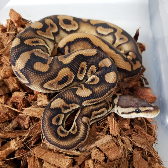 Kal-El Ball Python by Black Frost Exotics