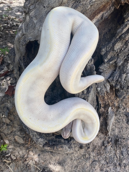 Rivule Ball Python by Black Frost Exotics
