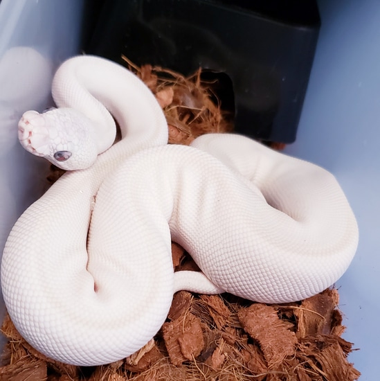 Mitexi Ball Python by Black Frost Exotics