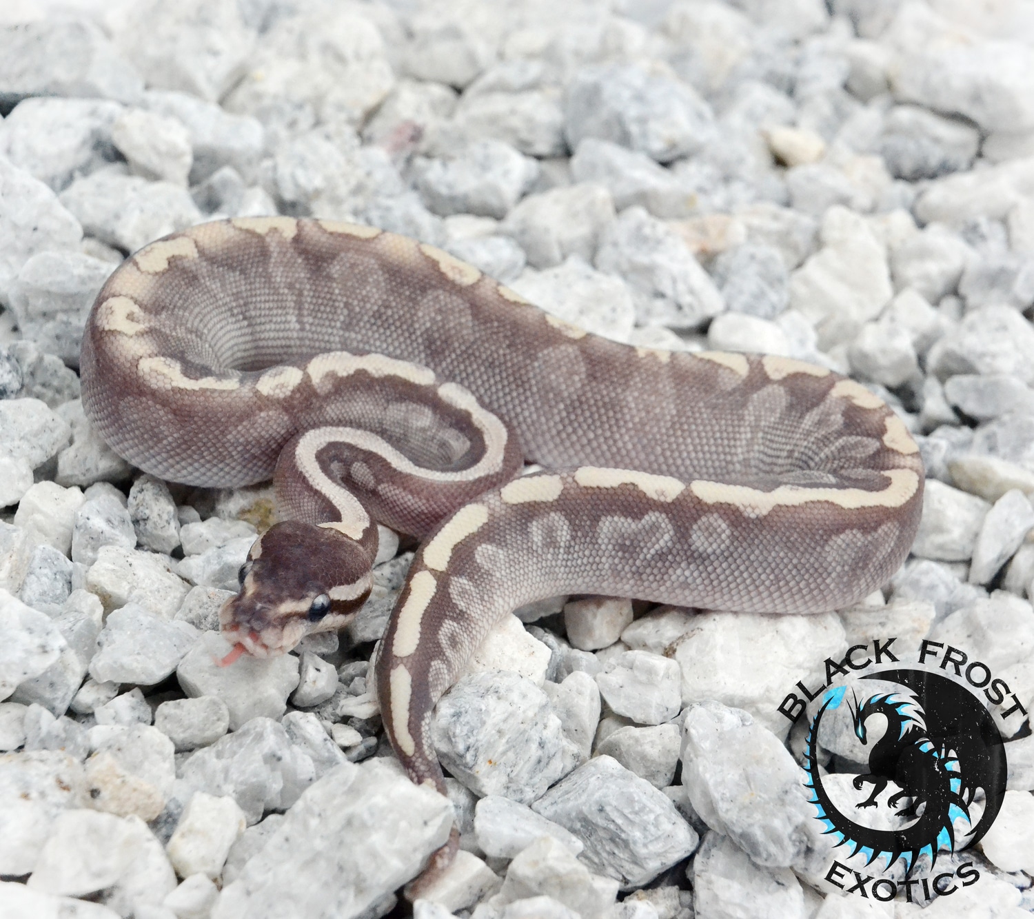 GHI Mystic Crystal Ball Python by Black Frost Exotics - MorphMarket