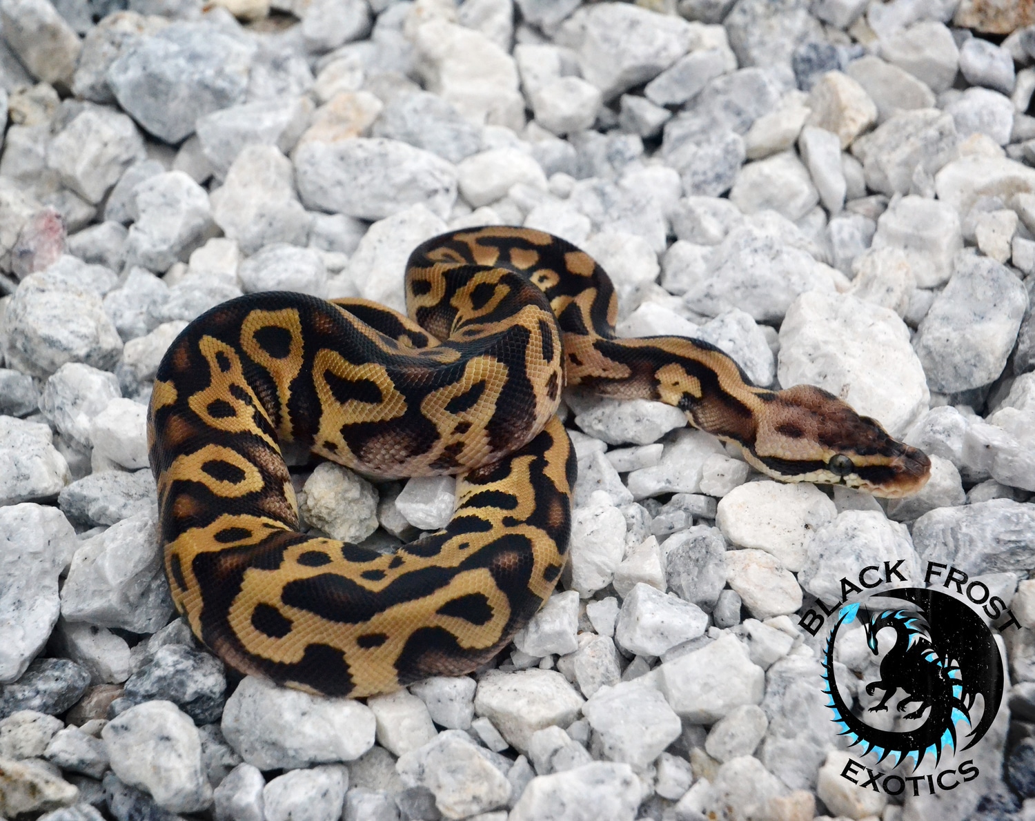Pastel Leopard 66% Het Clown Ball Python by Black Frost Exotics ...