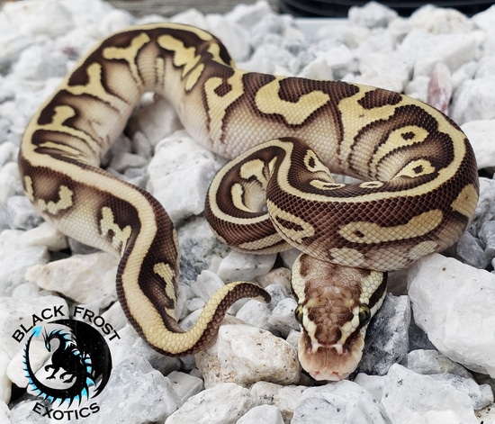 Pastel Lesser Leopard 66% Het Clown Ball Python by Black Frost Exotics