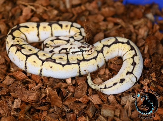 Pastel Calico Spider Ball Python by Black Frost Exotics