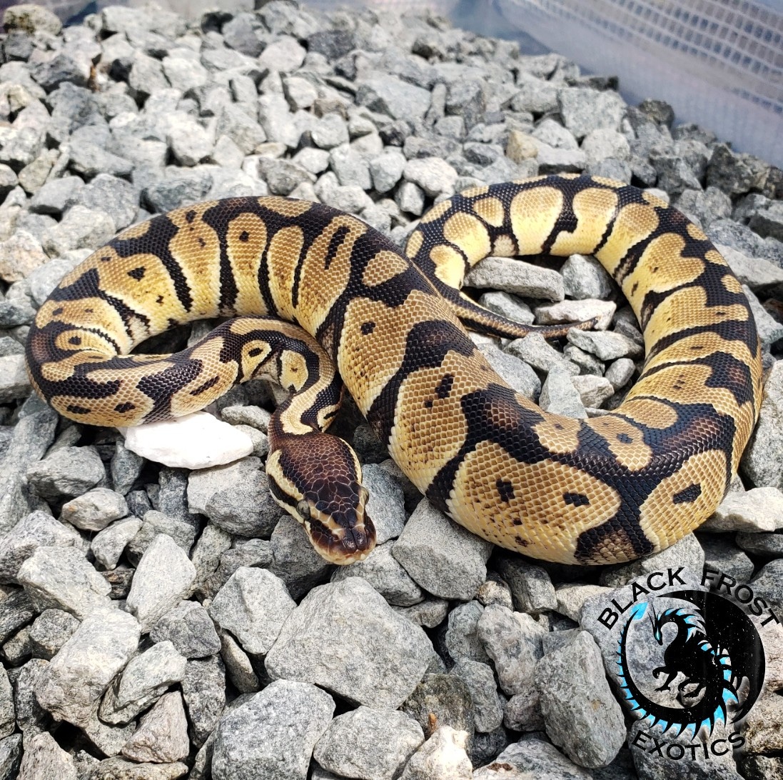 Pastel 50% Het Lavender Albino Ball Python by Black Frost Exotics ...