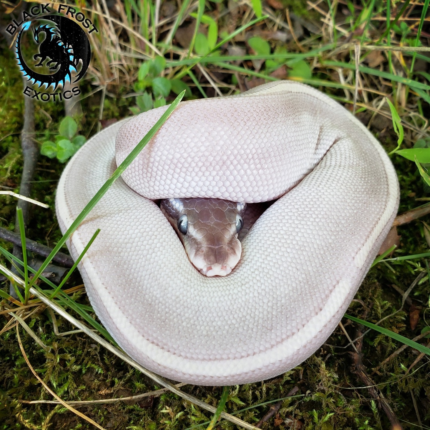 GHI Mystic Potion Ball Python by Black Frost Exotics - MorphMarket