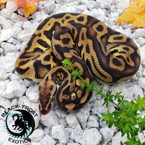 Pastel Leopard 66% Het Clown Ball Python by Black Frost Exotics
