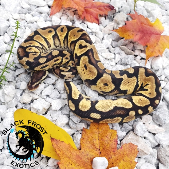 Pastel YB 50% Het Lav Albino Ball Python by Black Frost Exotics