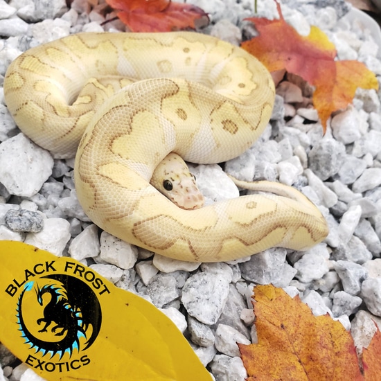 Pastel Lesser Clown Ball Python by Black Frost Exotics