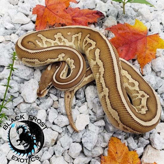 Forze Ball Python by Black Frost Exotics