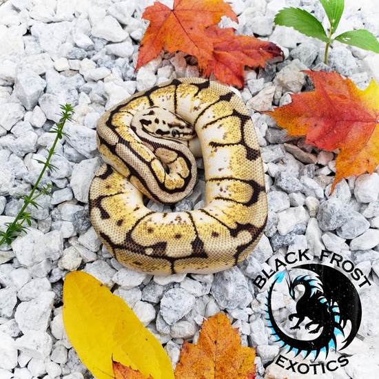 Pastel Spider Ball Python by Black Frost Exotics