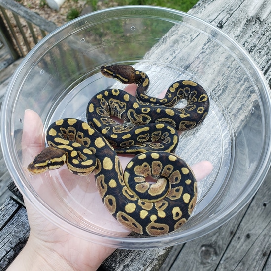 Delta Ball Python by Black Frost Exotics