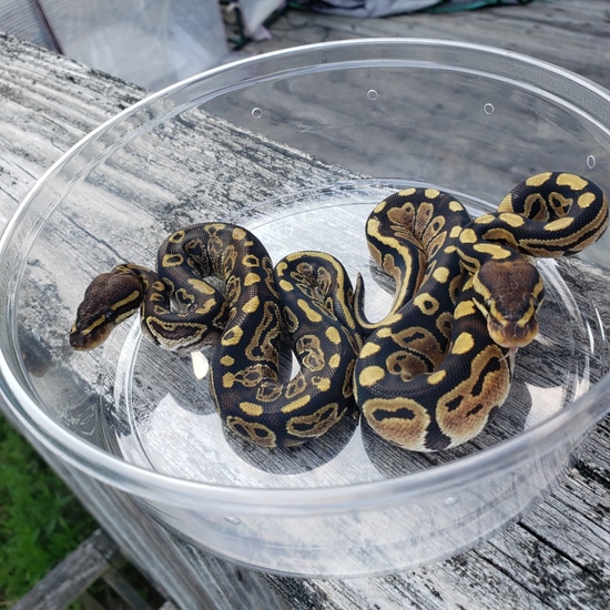 Echo Ball Python by Black Frost Exotics
